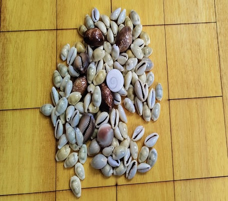 Kaudi shells Set For Raasi Cowdi/Kauri/Kowri Puja Kingnqueenz ...